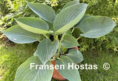 Hosta Gentle Giant - Fransen Hostas